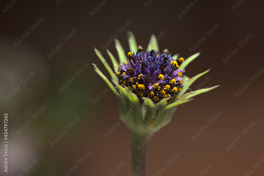 pedunculo y ovulos de margarita africana Stock Photo | Adobe Stock