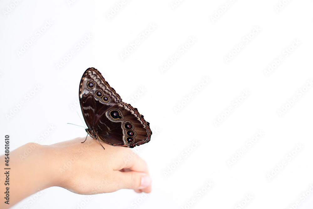 Beautiful Butterfly Morpho sits on a woman's hand with a neutral ...