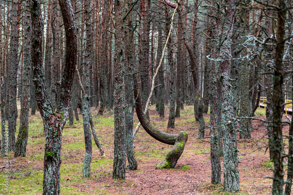 Dancing pine forest on the Curonian Spit. Unusually curved trees ...