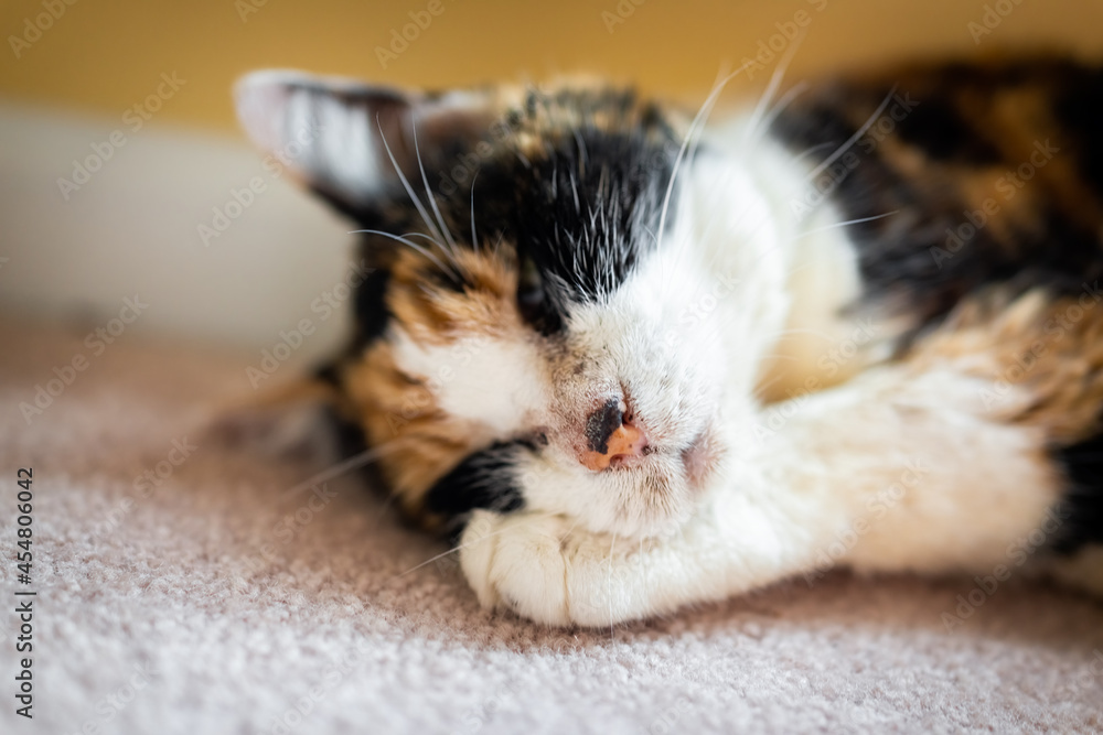 Poster Closeup of old senior ill sick calico cat sad lying on carpet ...