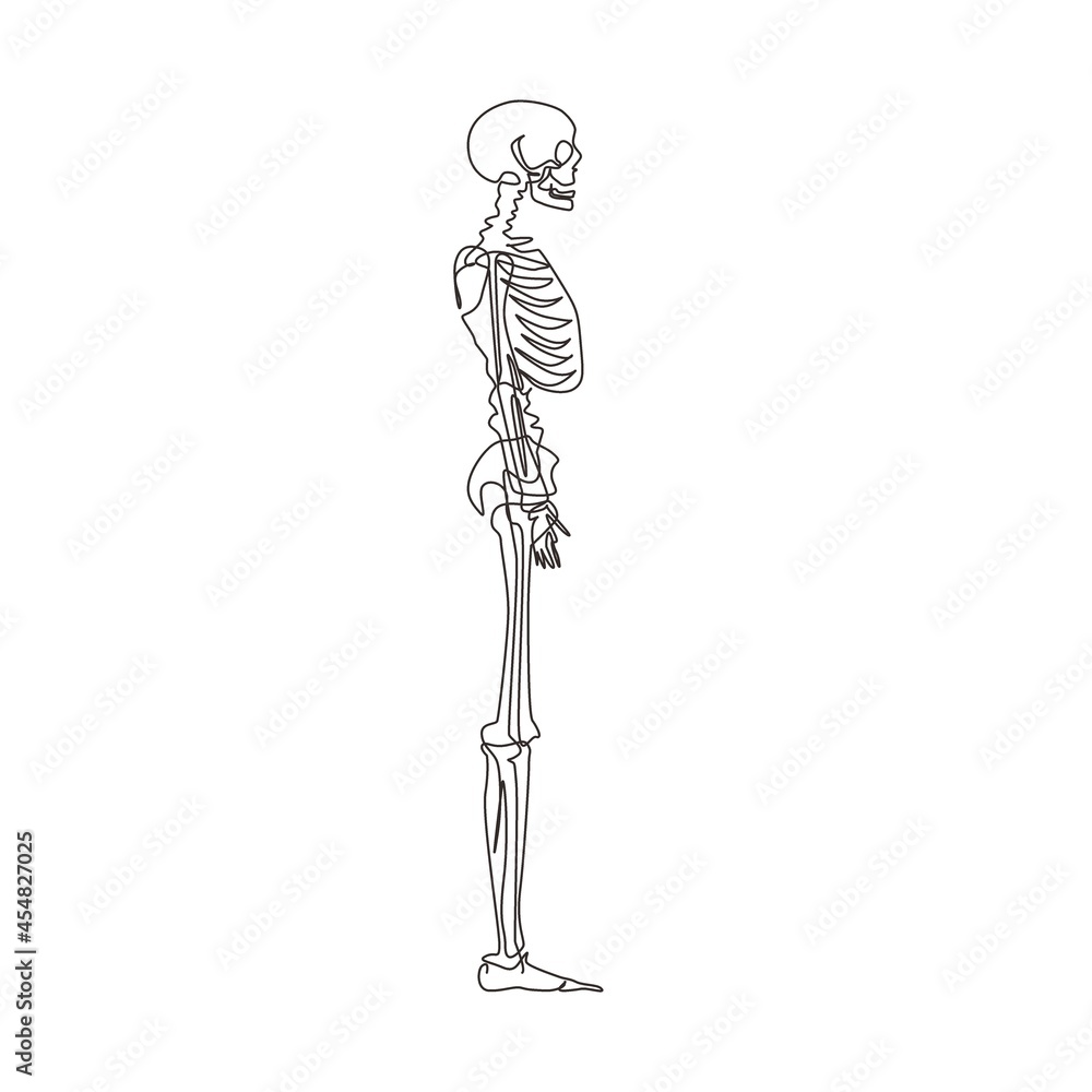 Single one line drawing side view full anatomical skeleton of a person ...