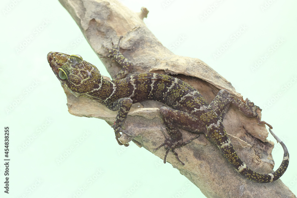 A forest banded gecko is looking for prey on a dry log. The spread of ...