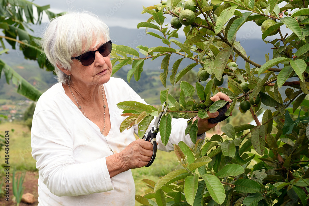 Adult woman with scissors pruning fruit tree.White hair and wearing ...