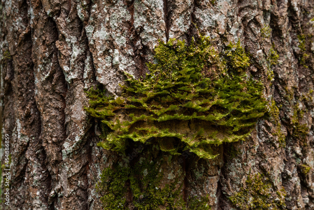 Neckera pennata growing on an Aspen bark in an old-growth forest ...