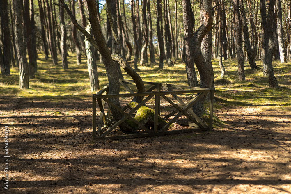 The Dancing Forest. Pine forest on the Curonian Spit. Unusually twisted ...