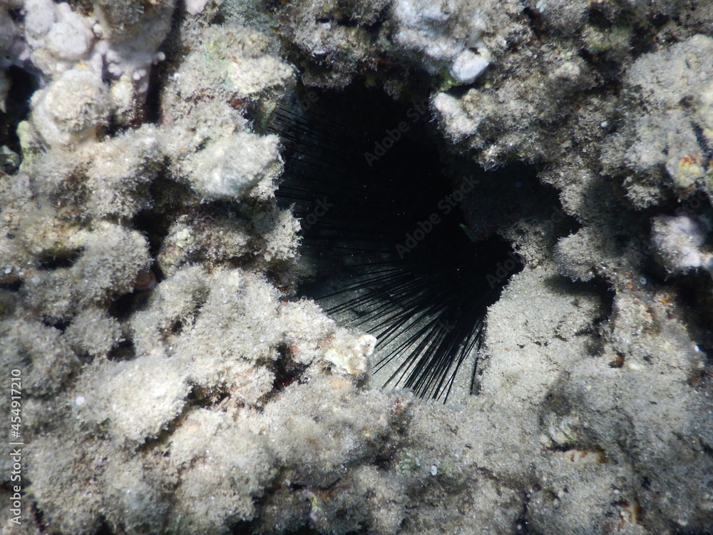 Diadema setosum is a species of long-spined sea urchin belonging to the ...