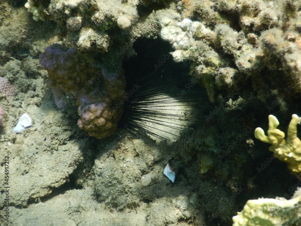 Diadema setosum is a species of long-spined sea urchin belonging to the ...