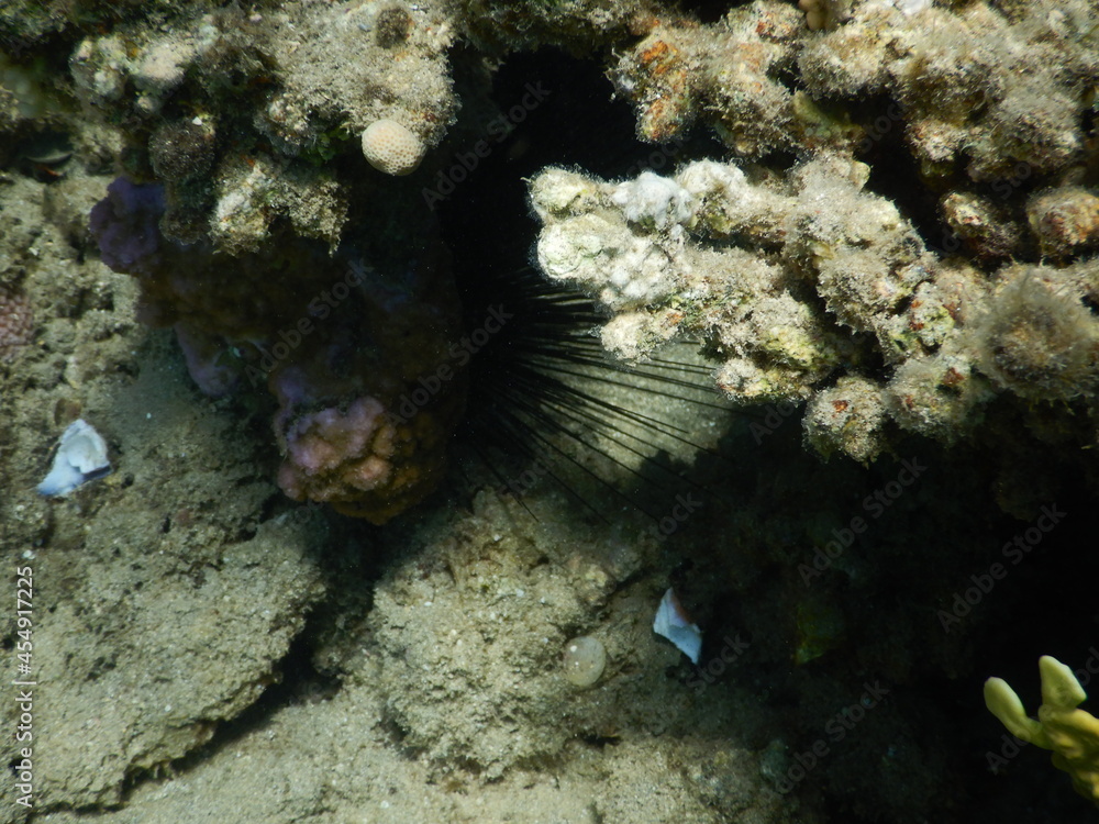 Diadema setosum is a species of long-spined sea urchin belonging to the ...