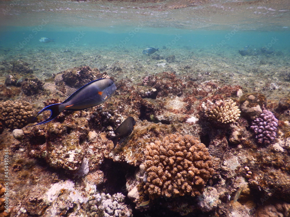 Foto de Off the coast of Egypt, the waters of the Red Sea are home to ...