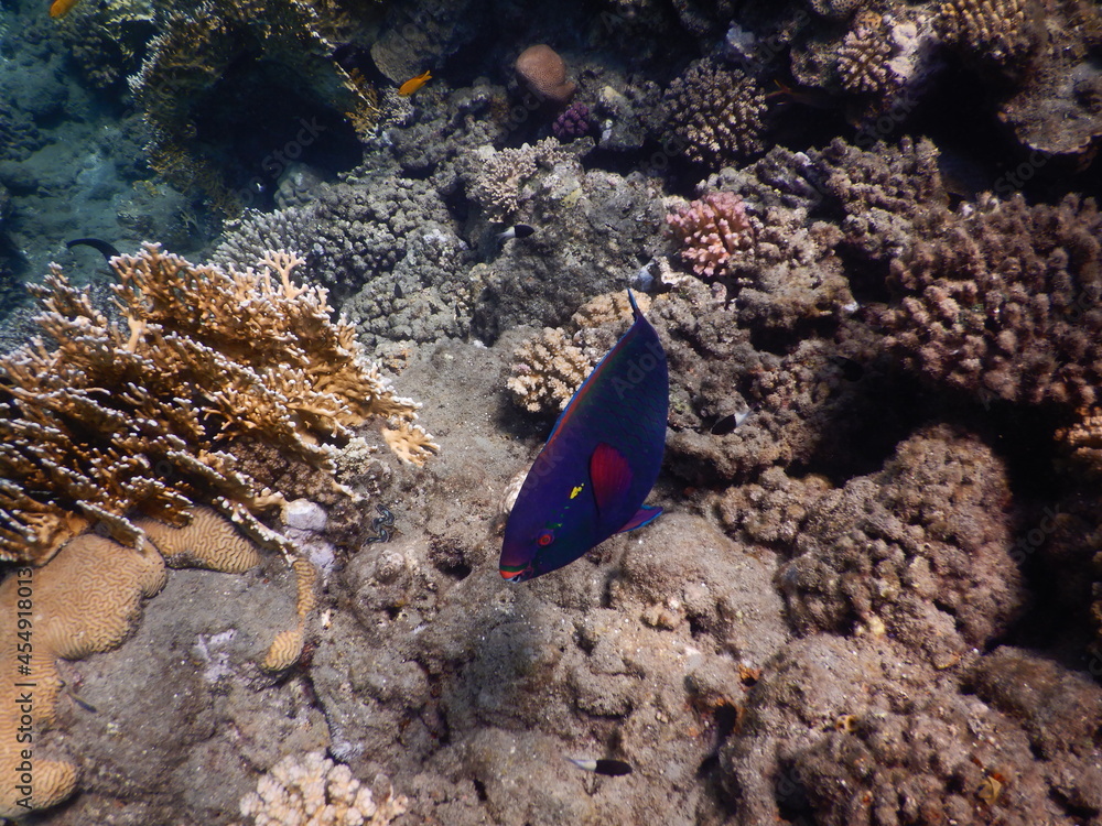 Scarus niger common names the swarthy parrotfish, dusky parrotfish and ...