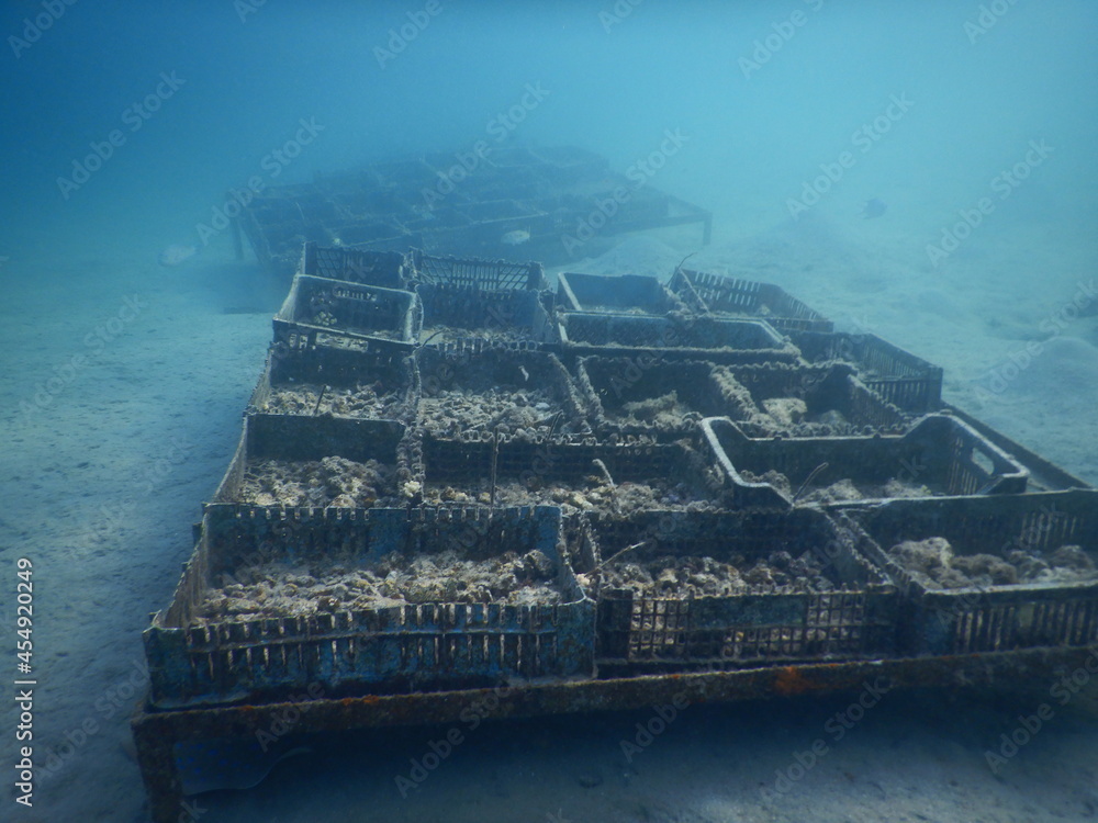 how to build a coral reef revitalization of the reef Stock Photo ...