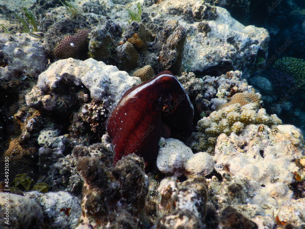 Octopus cyanea, also known as the big blue octopus day octopus family ...