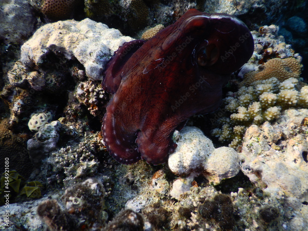 octopus cynaea big blue octopus or day octopus, is an octopus in the ...