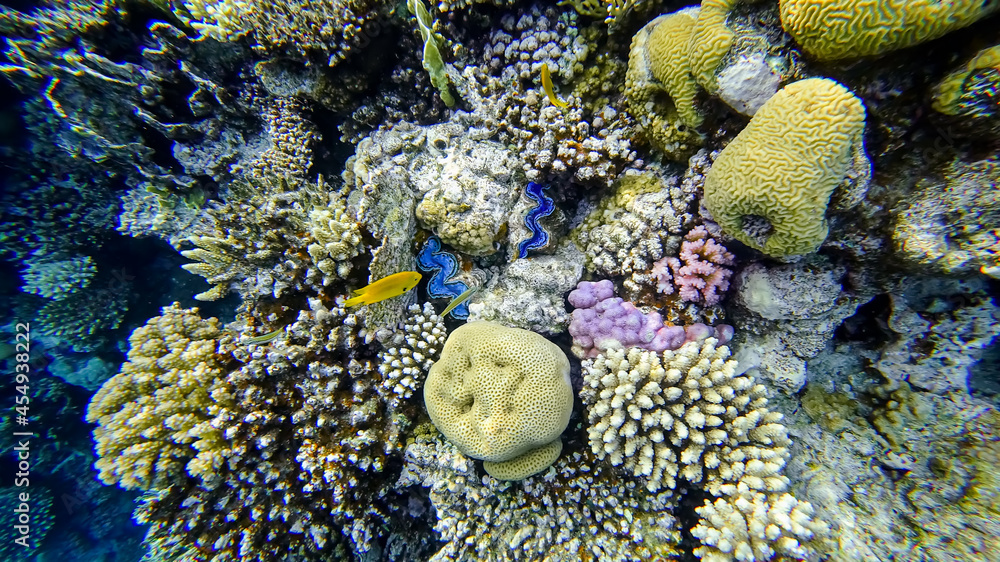 Foto de the amazing world of the underwater water area of the red sea ...