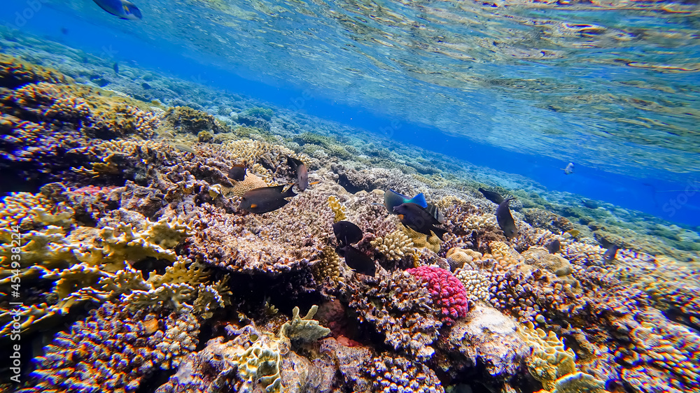 the amazing world of the underwater water area of the red sea with a ...