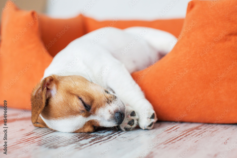 Small dog sleeping at home on the orange bed Stock Photo | Adobe Stock