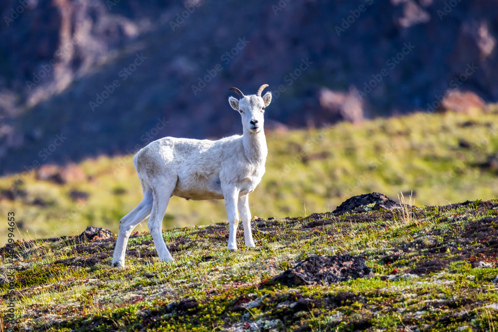 Wild juvenile dall sheep walking on the alpine tundra of the Chugach ...