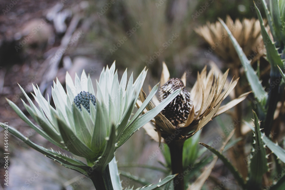 Eryngium proteiflorum, conocida comunmente como la rosa del volcán, la ...