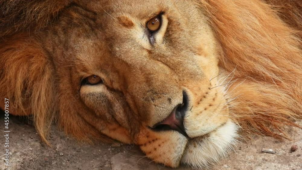 Lion head close up. Leo's eyes look sad. Angry lion at the zoo. An ...