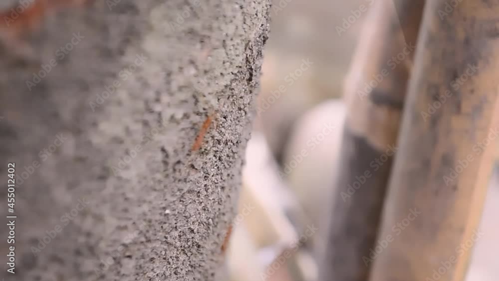 Weaver ants or green ants. Weaver ants live in trees and are known for ...