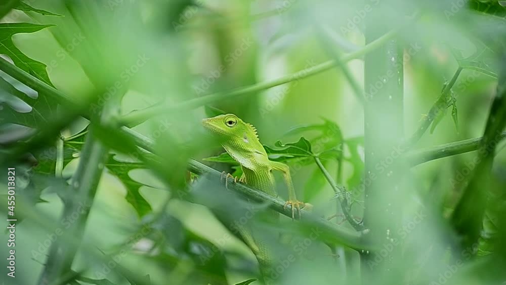 Bunglon Surai or Chameleon is a species of tree lizard from the ...