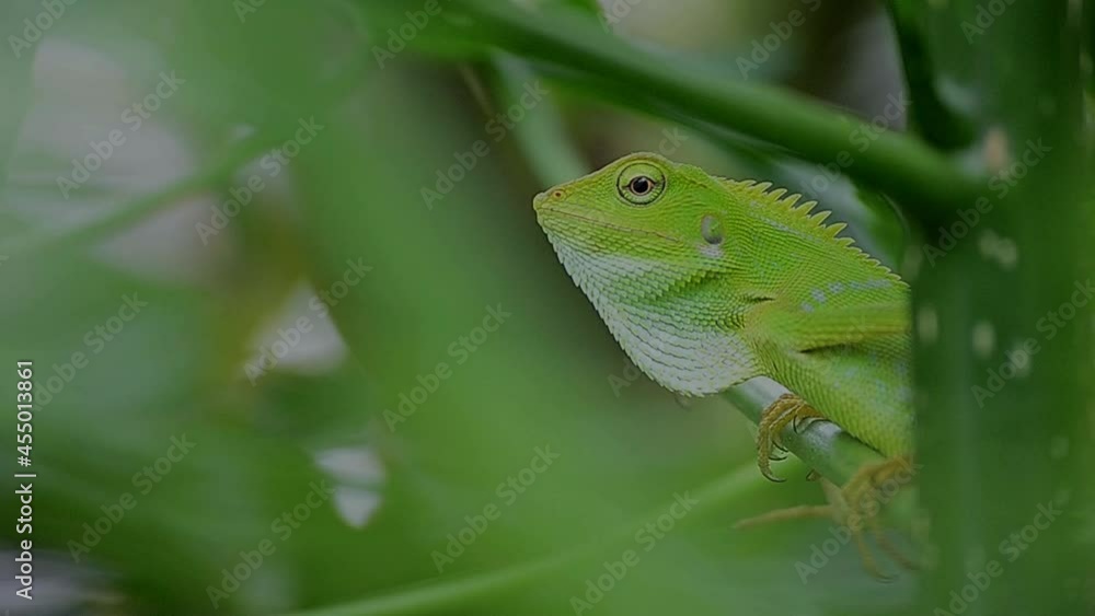Bunglon Surai or Chameleon is a species of tree lizard from the ...
