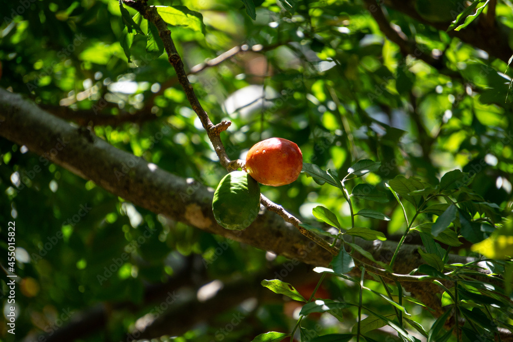 jocote or cocota fruit, exotic fruit from Latin America, tropical ...