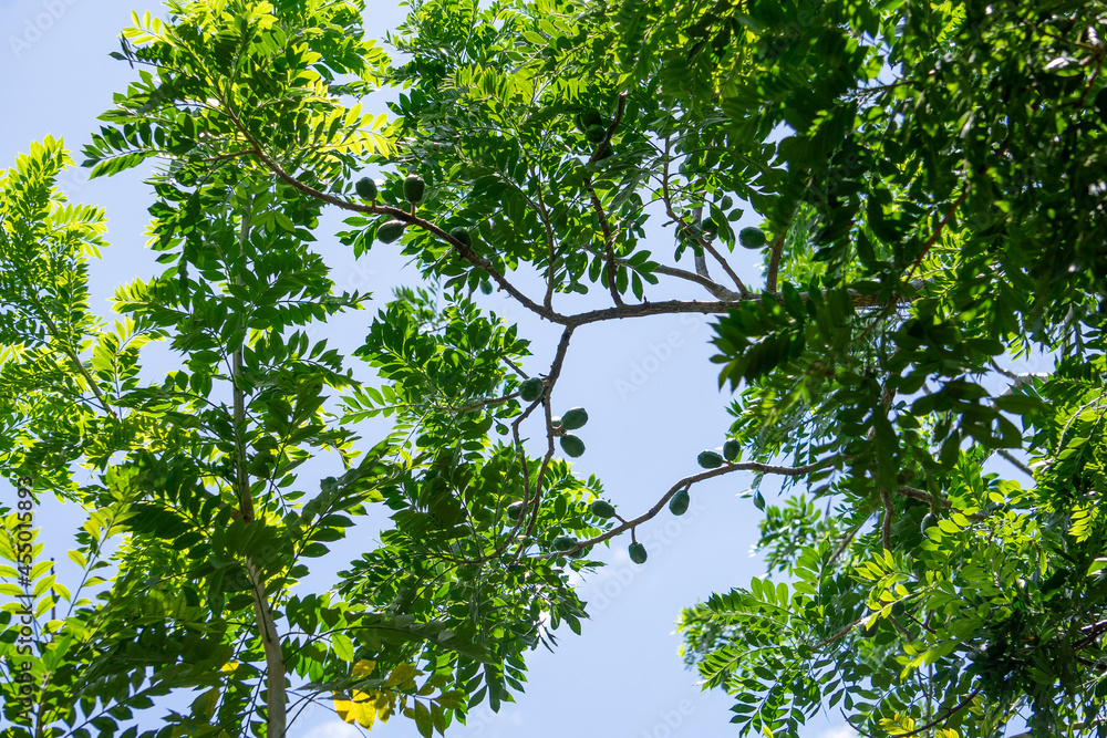 jocote or cocota fruit, exotic fruit from Latin America, tropical ...