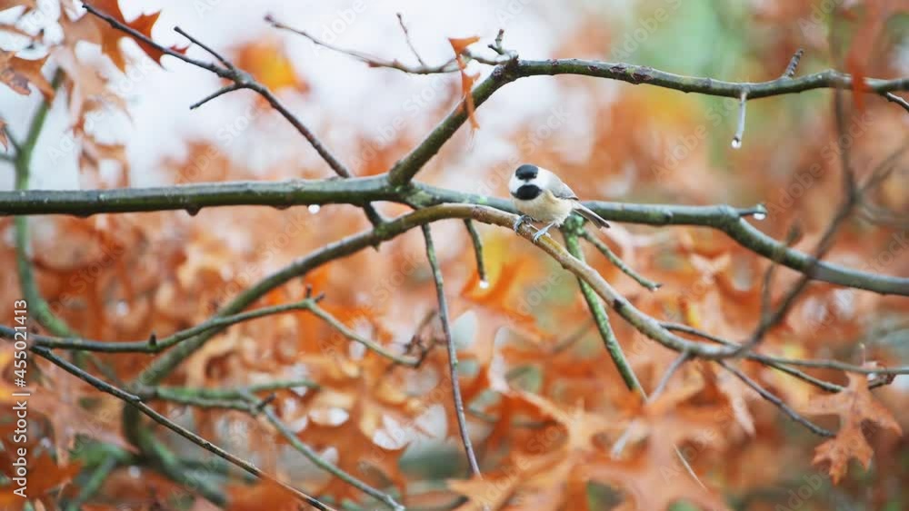 Stockvideo One single black-capped chickadee bird perched flying away ...