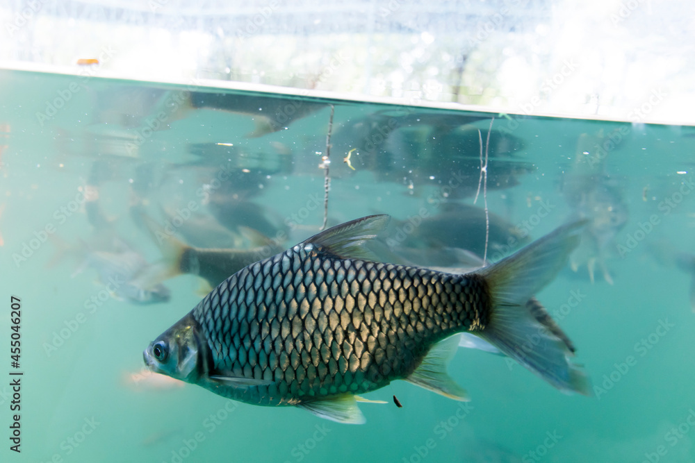 Picture of a full body fish swimming in an aquarium. Stock Photo ...