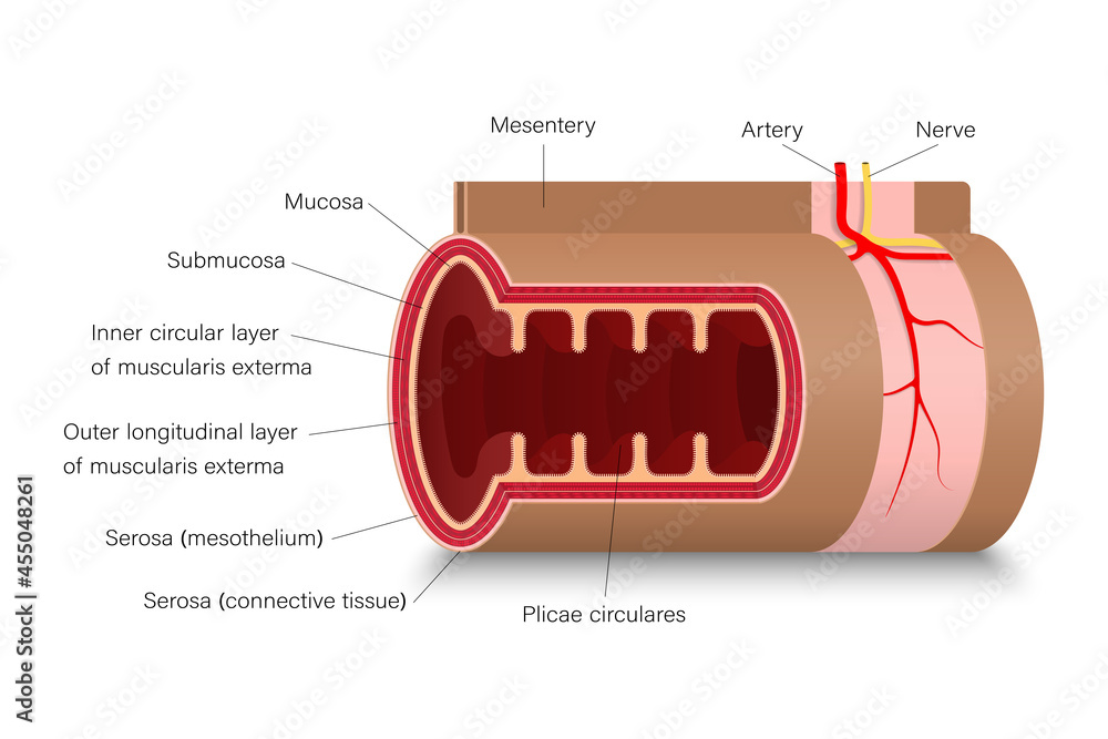 Small intestine. Cross section of human intestinal jejunum. Digestive ...