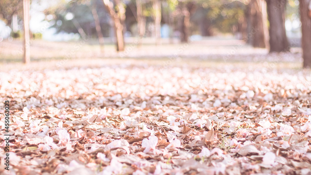 The withered fallen petal of a pink flower lying on the ground r· Pink ...