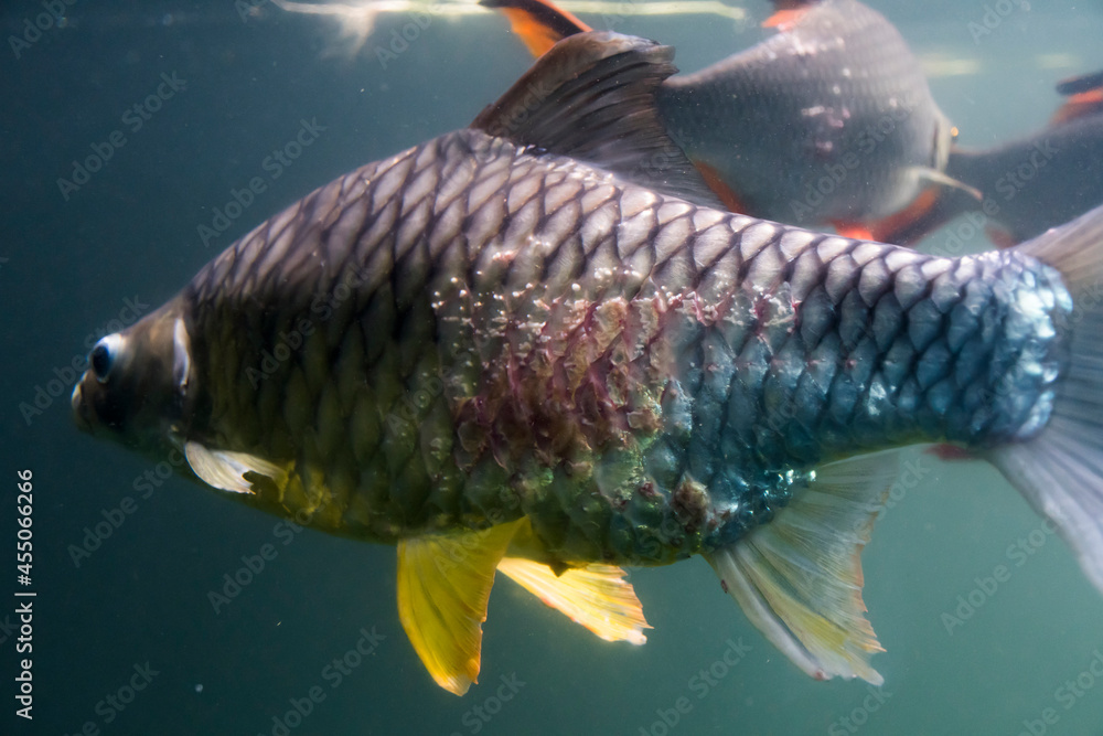 Picture of a full body fish swimming in an aquarium. Stock Photo ...