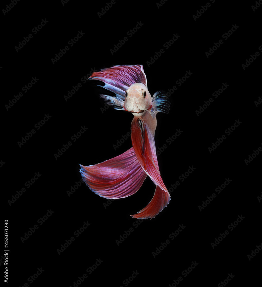 A betta fish is a small, freshwater fish that is brightly colored has ...