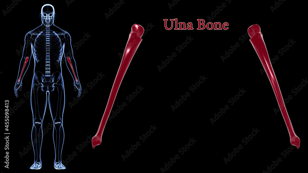 Human skeleton anatomy Ulna Bone 3D Rendering Stock Illustration ...