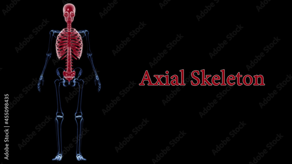 Human Skeleton Axial Skeleton Anatomy 3D Stock Illustration | Adobe Stock