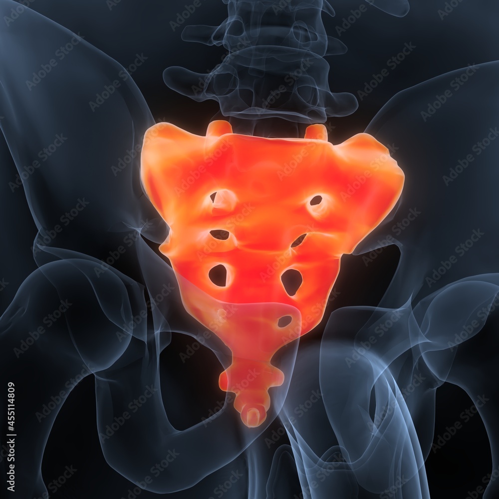 Spinal Cord Vertebral Column Lumbar Vertebrae of Human Skeleton System ...