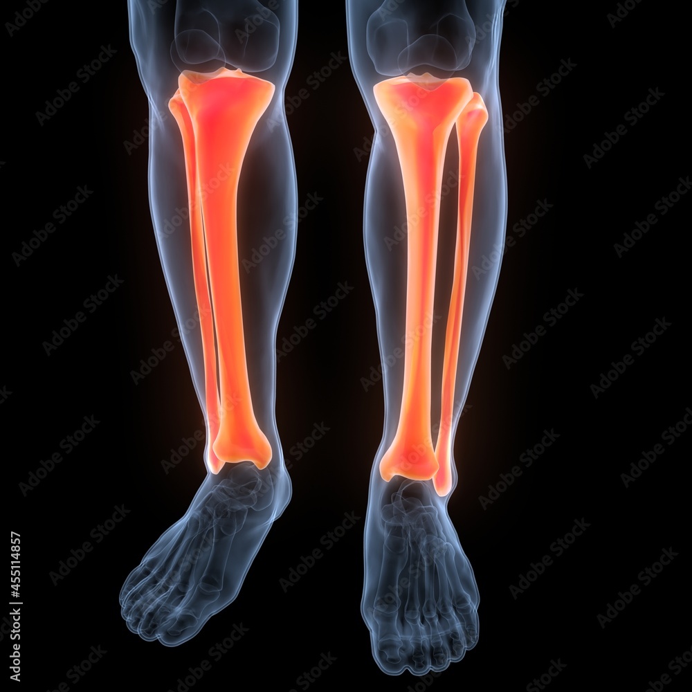 Human Skeleton System Tibia and Fibula Bone Joints Anatomy Stock ...