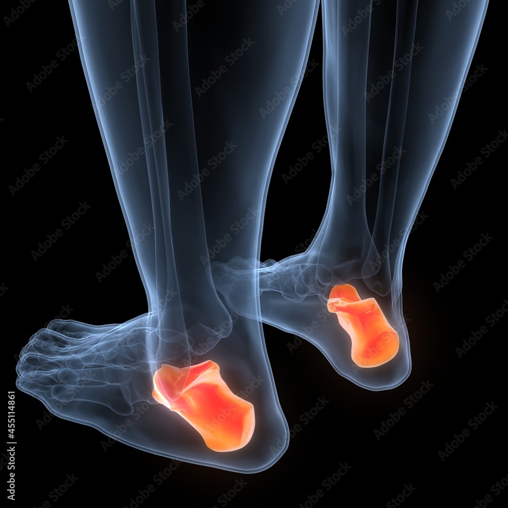 Human Skeleton System Calcaneus Bone Joints Anatomy Stock Illustration ...