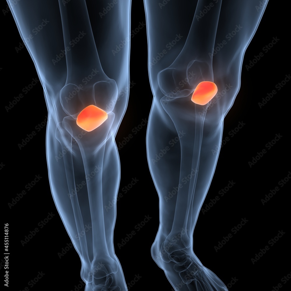 Human Skeleton System Patella Bone Joints Anatomy Stock Illustration ...