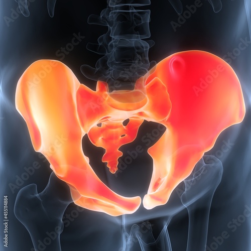 Human Skeleton System Pelvic Girdle Bone Joints Anatomy Stock ...