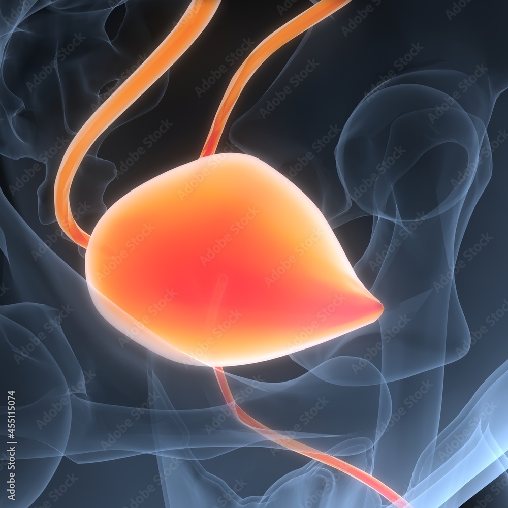 Human Urinary System Bladder Anatomy Stock-Illustration | Adobe Stock