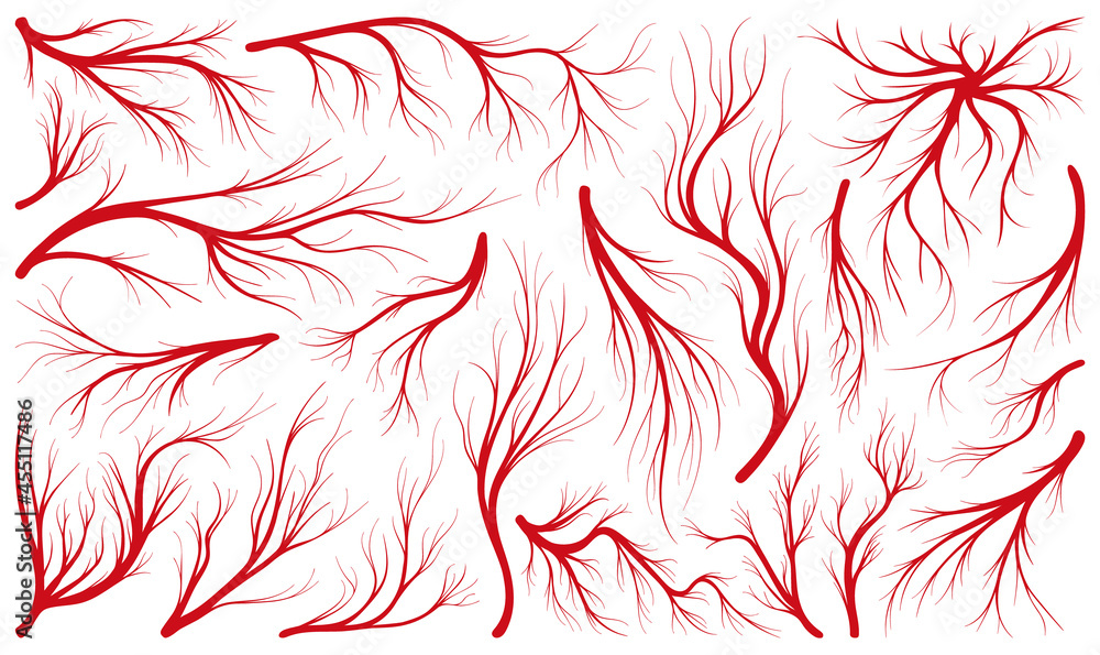 Vein of human vector line icon set . Collection vector illustration ...