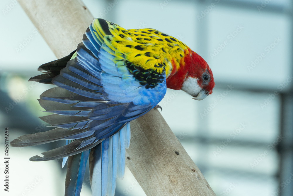 Red Eastern Rosella