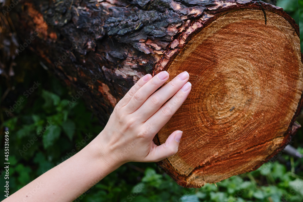 Girl's hand touching dead tree after being cut in the forest. Forest ...