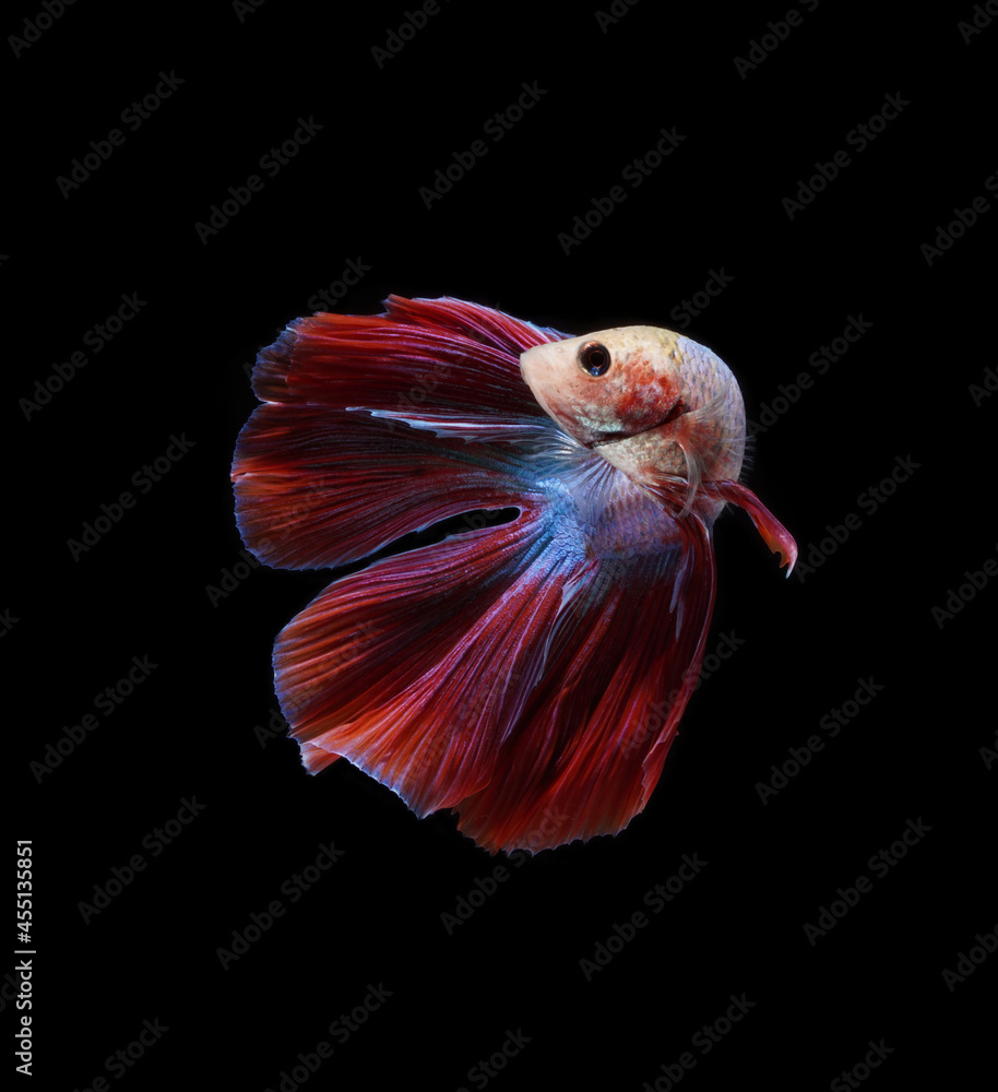 A betta fish is a small, freshwater fish that is brightly colored has ...