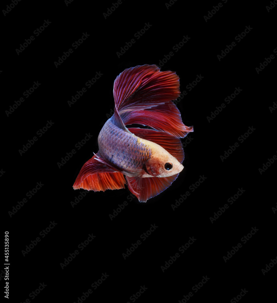 A betta fish is a small, freshwater fish that is brightly colored has ...