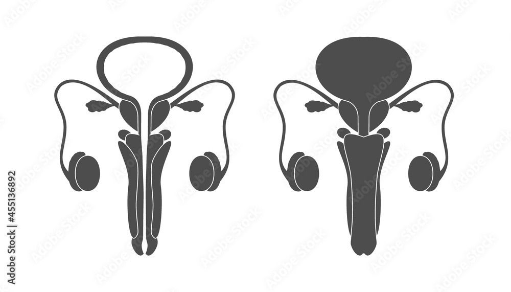 Male human reproductive system symbol. Reproductive organ with cross ...