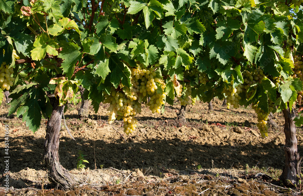 Chasselas, raisin de table blanc particulièrement juteux d'une couleur ...