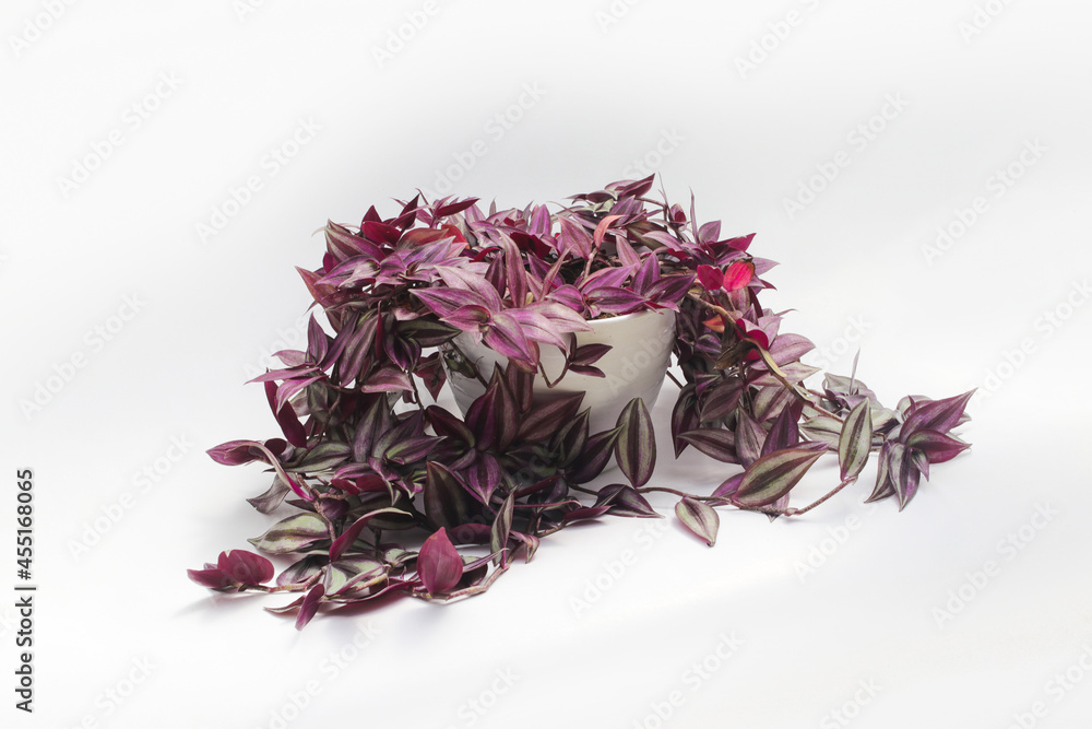 Silver Inch Plant (Tradescantia zebrina) also known as Wandering Jew ...